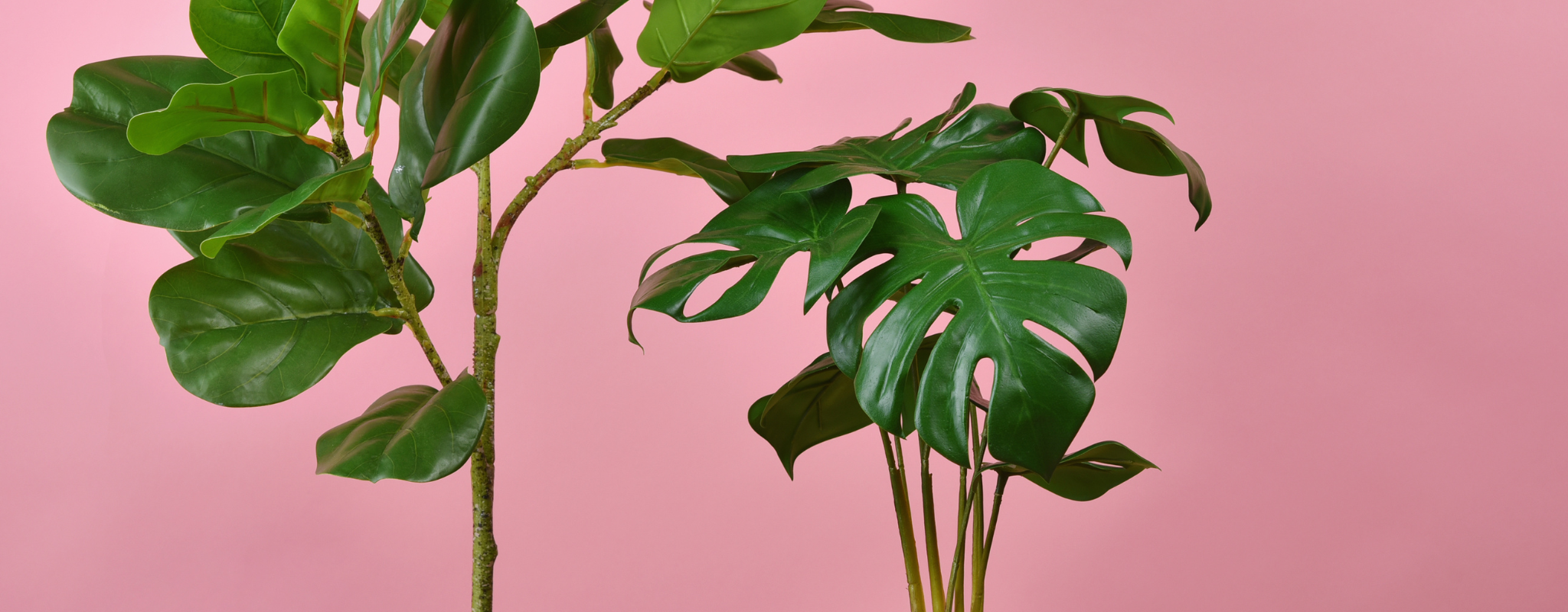 Plant Daddy Essentials